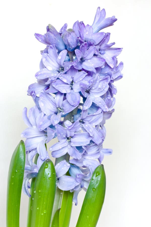 Jacinthe bleue image stock. Image du ressort, jacinthe - 50873733