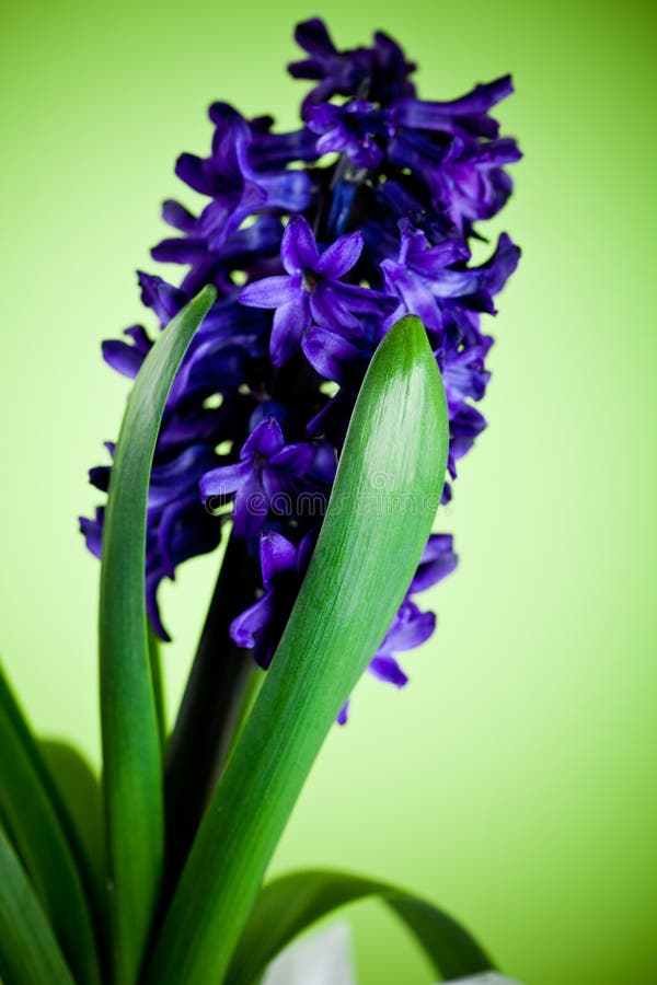 Jacinthe bleue image stock. Image du bleu, nature, jacinthe - 19015705