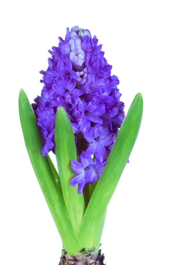 Jacinthe bleue image stock. Image of ressort, jacinthe - 50873733