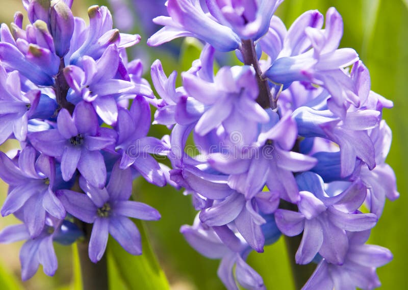 Jacinthe bleue image stock. Image du parterre, centrale - 34064915