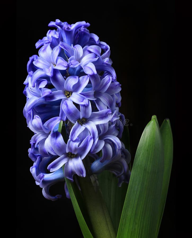 Jacinthe bleue photo stock. Image du vert, amour, lumineux - 48306636
