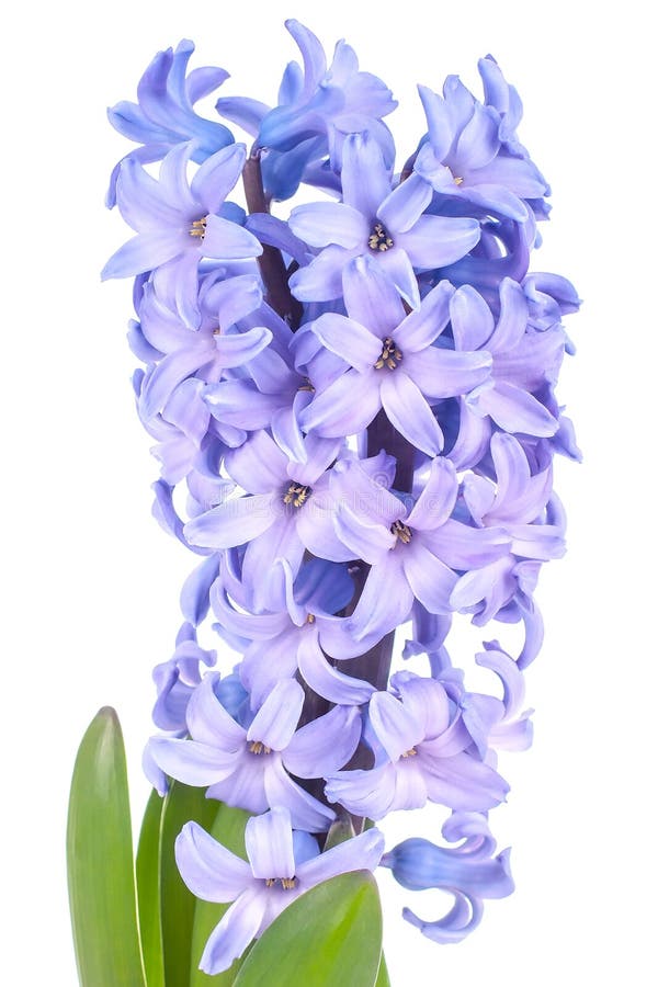 Jacinthe bleue image stock. Image du ressort, jacinthe - 50873733