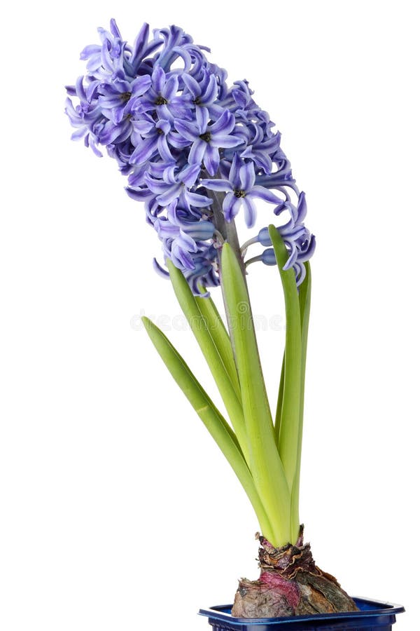 Jacinthe Bleue De Floraison Image stock - Image du frais, vert: 8291365