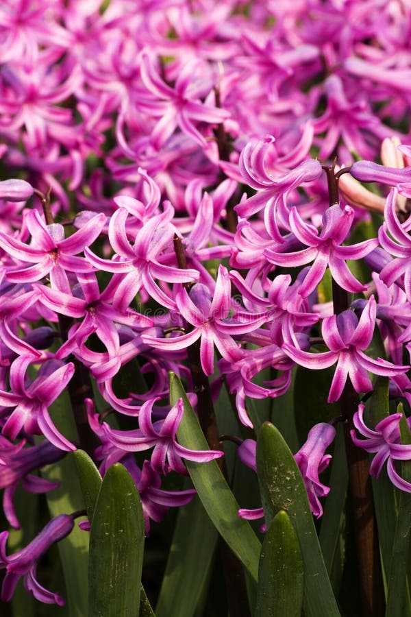 Jacinthe rose photo stock. Image du jour, célébrations - 69509150