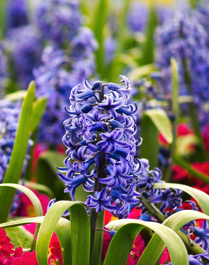 Jacinthe violette photo stock. Image du lame, frais, jacinthe - 5250138