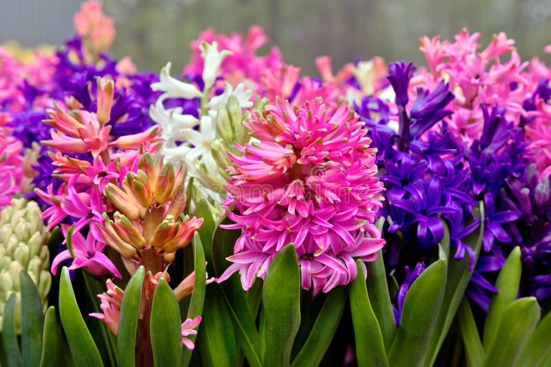 Jacinthes multicolores image stock. Image du vacances - 37882333