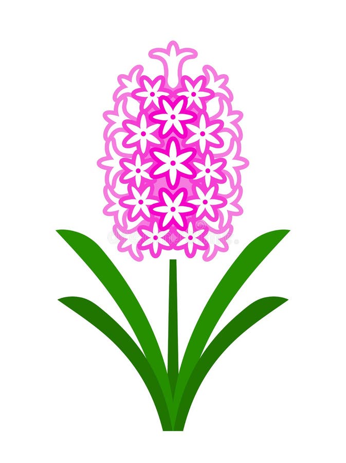 Jacinto Ilustraciones Stock, Vectores, Y Clipart – (2,531 Ilustraciones ...