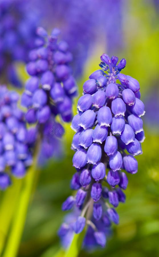 Jacinto imagen de archivo. Imagen de cosas, flores, flora - 14846303