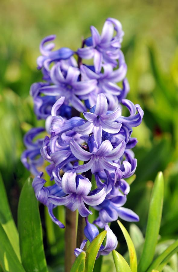 Flor Azul Jacinto Cerrada Con Fondo Morado Copiar Espacio Imagen de ...