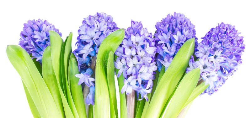 Jacinto del azul del ramo imagen de archivo. Imagen de estacional ...
