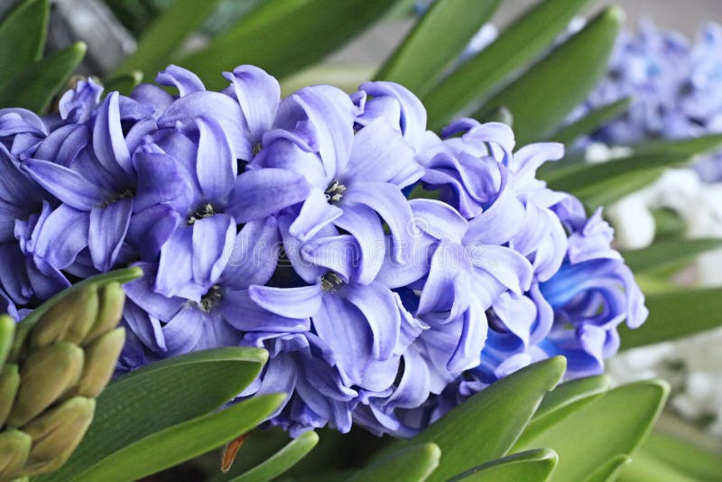 Foto Macro De Flores De Jacinto Azul Con Fondo Borroso. Bellas Flores ...
