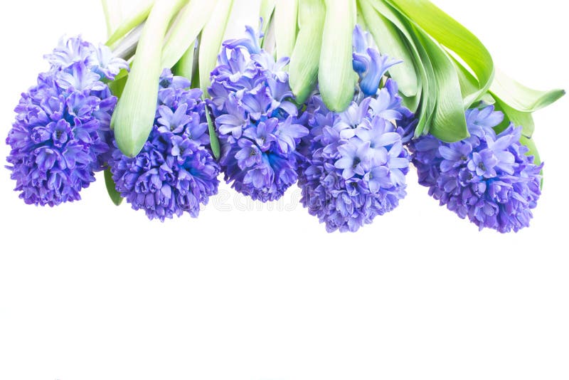 Jacinto del azul del ramo imagen de archivo. Imagen de estacional ...