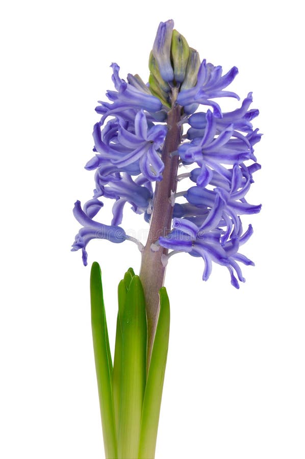 Jacinto azul aislado imagen de archivo. Imagen de florista - 20529683