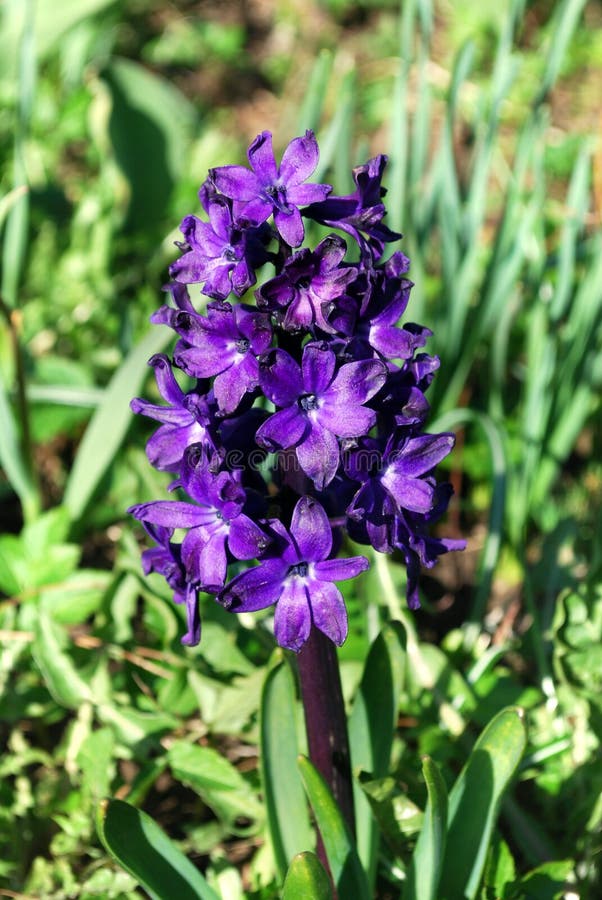 Jacinto Azul Brillante De La Flor Foto de archivo - Imagen de brillante ...