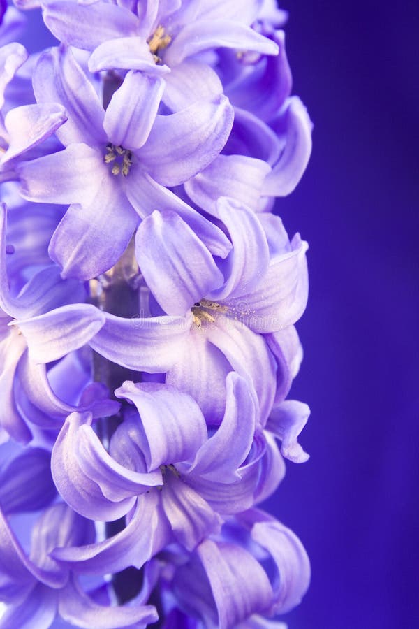 Jacinto azul de la flor imagen de archivo. Imagen de brillante - 50999741