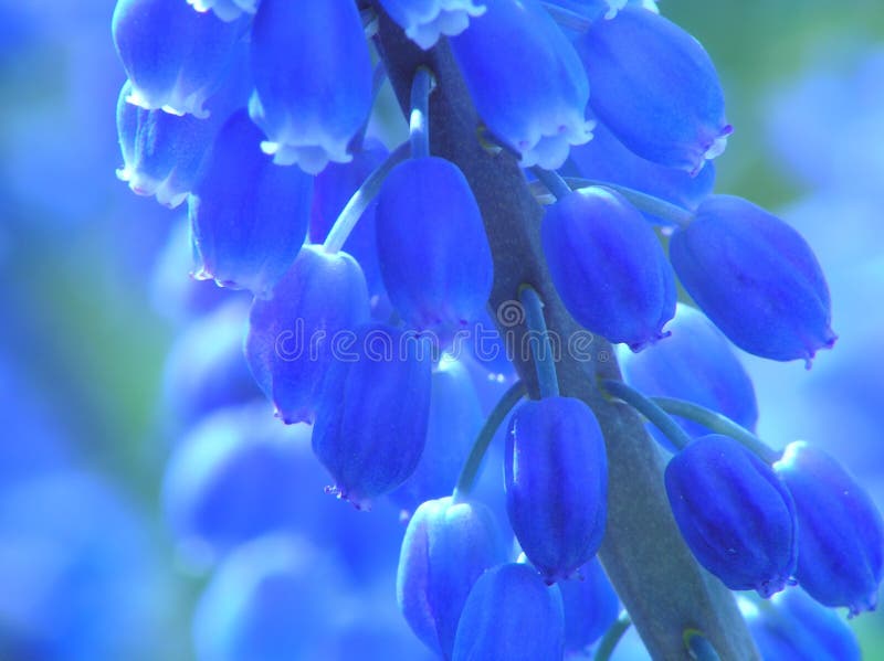 Jacinto azul de la perla imagen de archivo. Imagen de azul - 166351