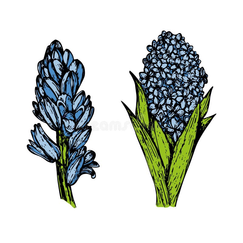 Jacinto Ilustraciones Stock, Vectores, Y Clipart – (2,588 Ilustraciones ...