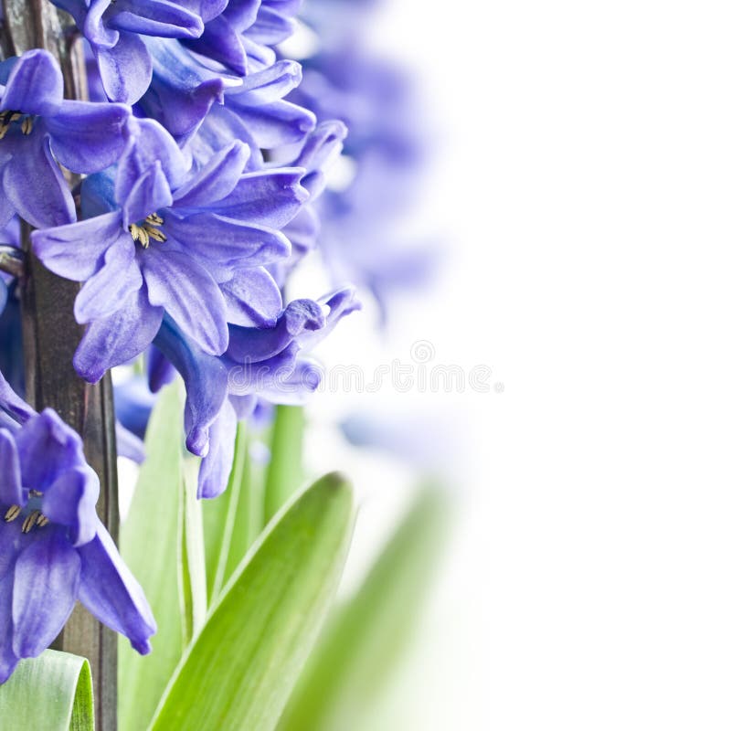 Jacinto Azul En El Fondo Blanco Imagen de archivo - Imagen de floral ...