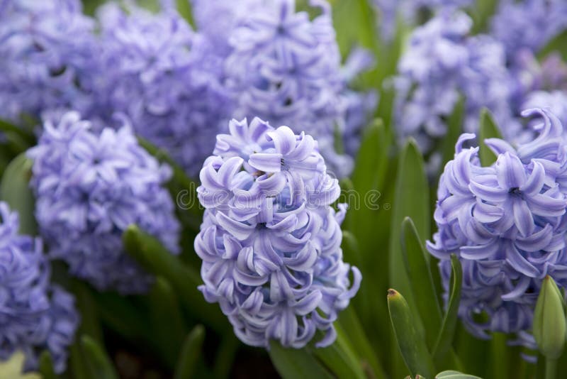 Jacinto - hyacinthaceae imagen de archivo. Imagen de horticultura ...