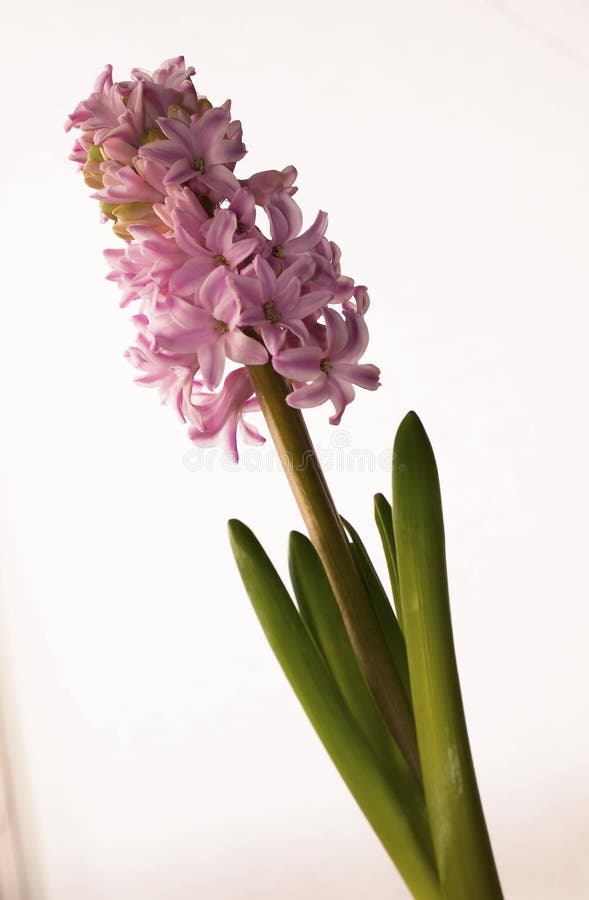 Jacinto in bloom stock image. Image of selective, petal - 49590245