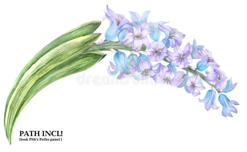 Jacinto Ilustraciones Stock, Vectores, Y Clipart – (2,588 Ilustraciones ...