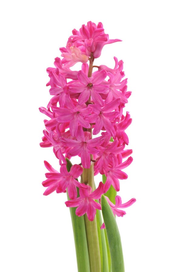 Un jacinto rojo imagen de archivo. Imagen de flor, floral - 205350261