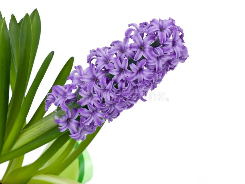 Orientalis Púrpuras Del Hyacinthus Del Jacinto Imagen de archivo ...