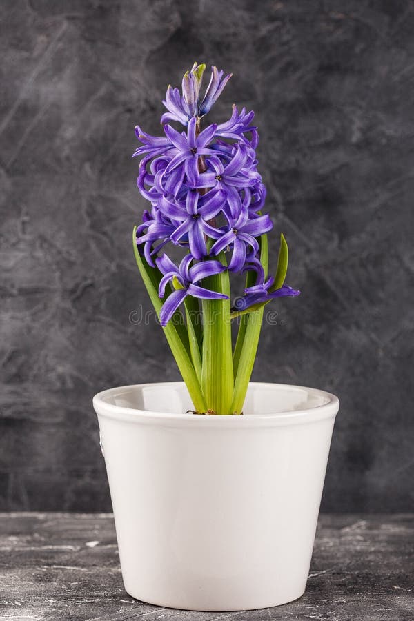 Jacinto violeta en maceta imagen de archivo. Imagen de azul - 86160783