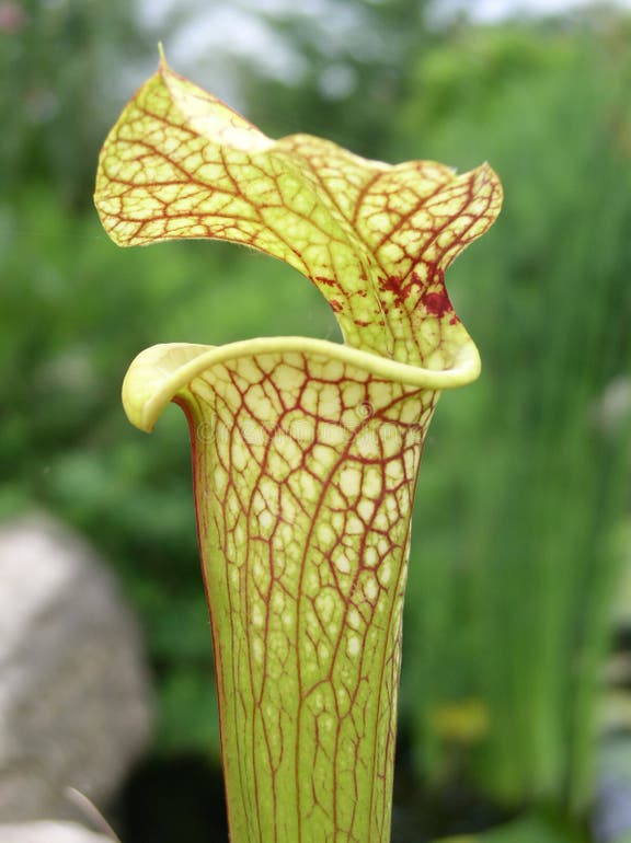 Jack-1 stock image. Image of veins, jack, close, green - 306449