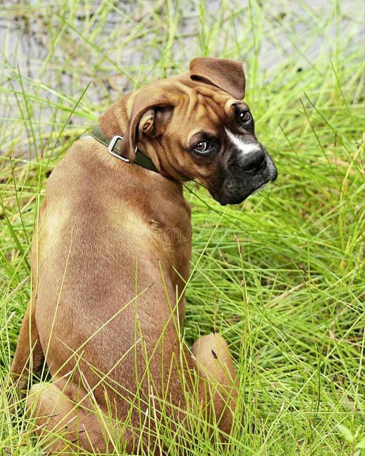 Jack stock image. Image of animal, breeds, owner, puppy - 11410363