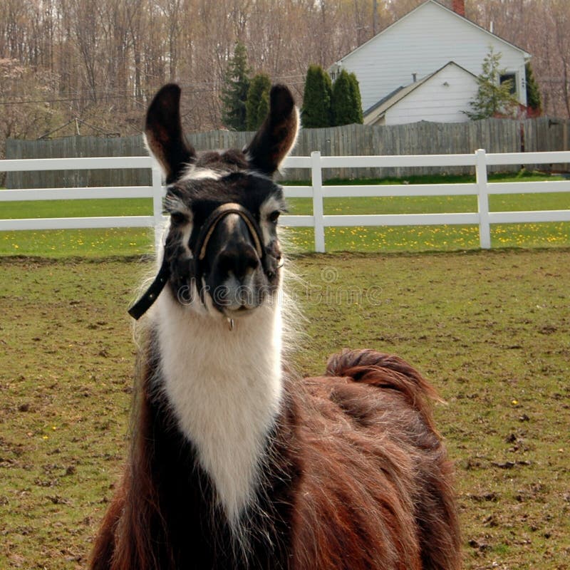 Jack 2 stock photo. Image of play, mammal, hoof, rural - 121888