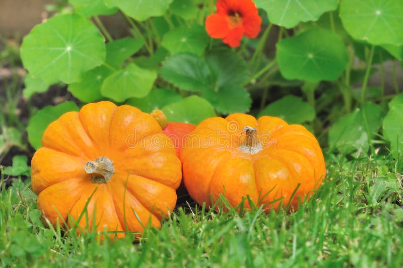 Jack be little stock photo. Image of jack, colorful, little - 60574534