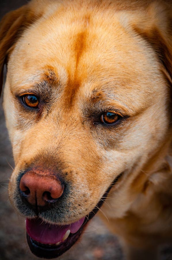 Dogs are Such Beautiful and Kind Creatures. Stock Photo - Image of ...