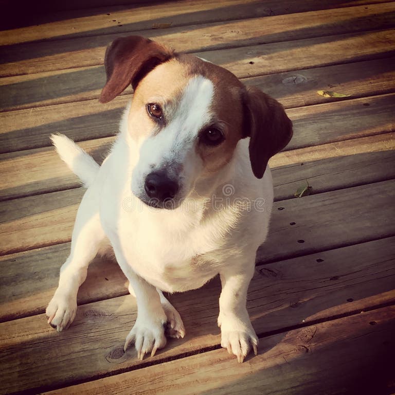 Jack-a-bee stock photo. Image of cross, beagle, jack - 59578014