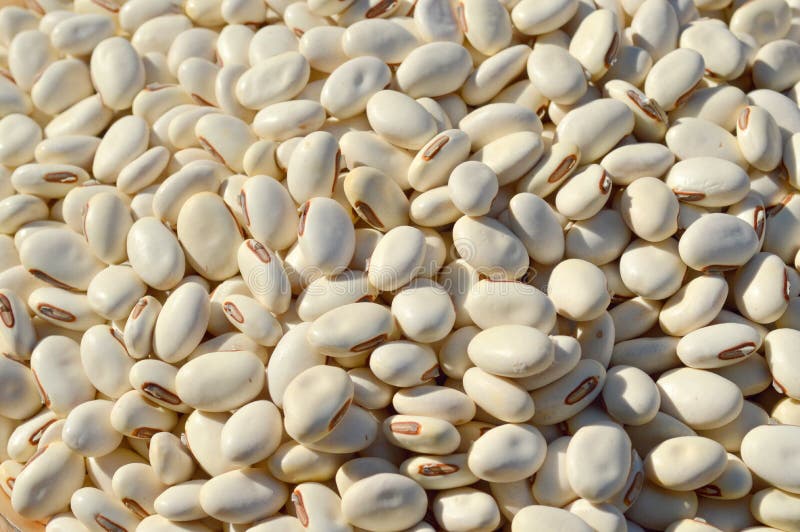 Jack-Bohnensamen stockfoto. Bild von wohlschmeckend, landwirtschaft ...