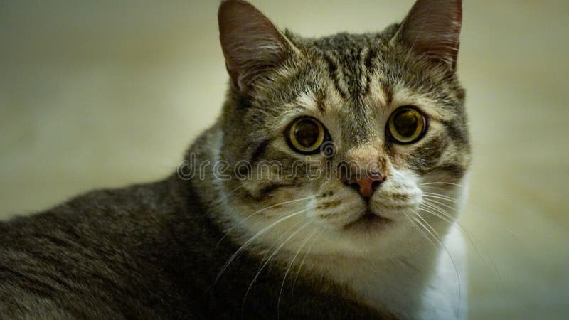 Jack the cat stock photo. Image of kitty, cute, jack - 89418410