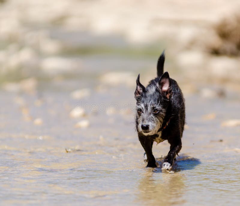 Jack at the creek stock image. Image of water, creek - 77058537