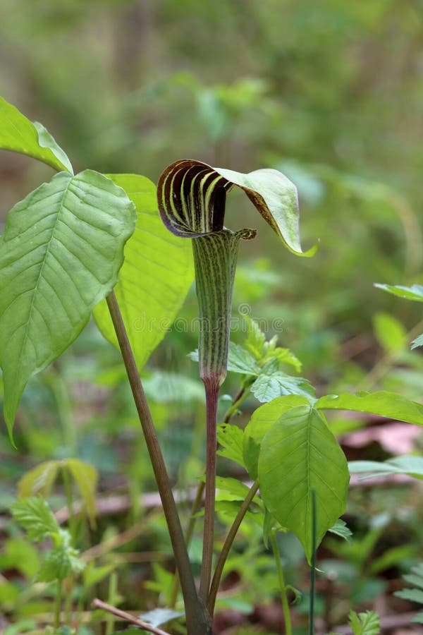 Bayas Rojas De Jack En La Planta De Púlpito Foto de archivo - Imagen de ...