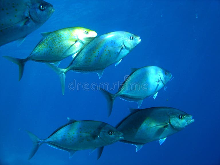 Jack fish stock photo. Image of blue, coral, fish, ocean - 11504488