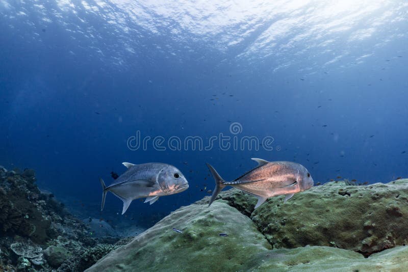 Jack fish on a coral reef stock image. Image of exam - 193079795