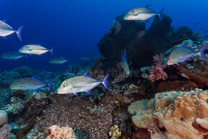 Jack fish stock photo. Image of reef, egypt, ocean, species - 33609586