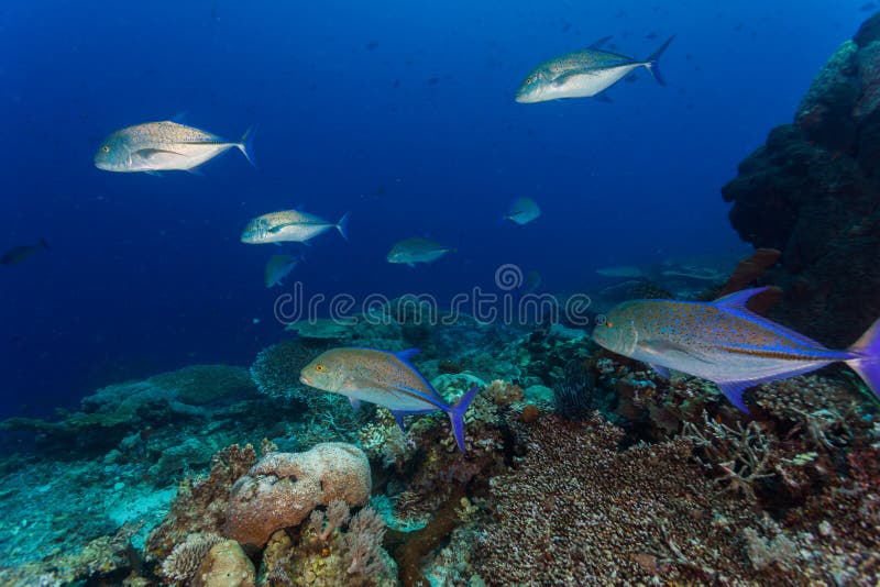 Jack fish stock photo. Image of animal, silver, color - 33609590