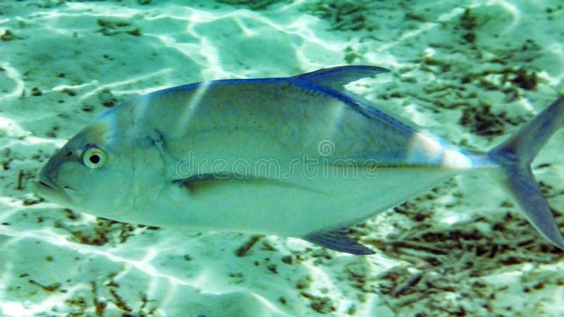 Trevally (Jack fish) stock image. Image of jackfish, aquatic - 22411655