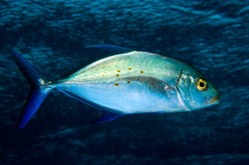 Marlin Jumping stock image. Image of nature, ocean, fishing - 32329275