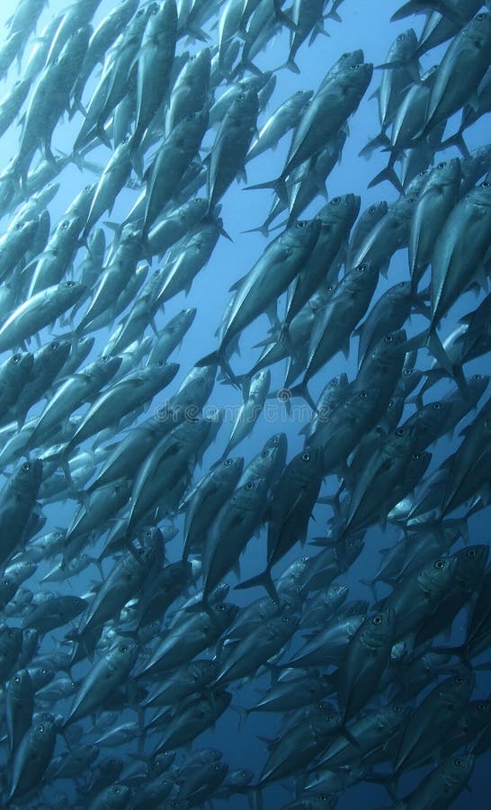 Jack fish stock image. Image of school, fish, shallow - 45723615