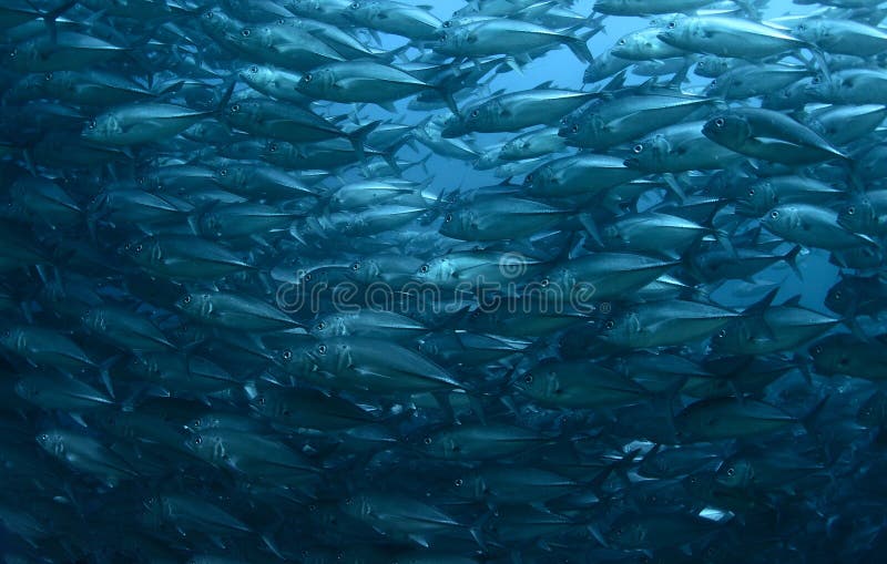 Jack fish stock photo. Image of life, sunbeams, depth - 46207060