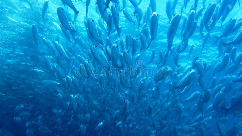 Jack fish tsunami stock image. Image of diner, diving - 233961105
