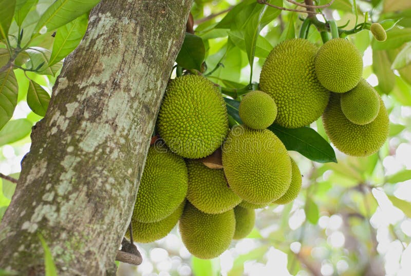 Jackfruit stockbild. Bild von geruch, reif, frech, frucht - 37130457