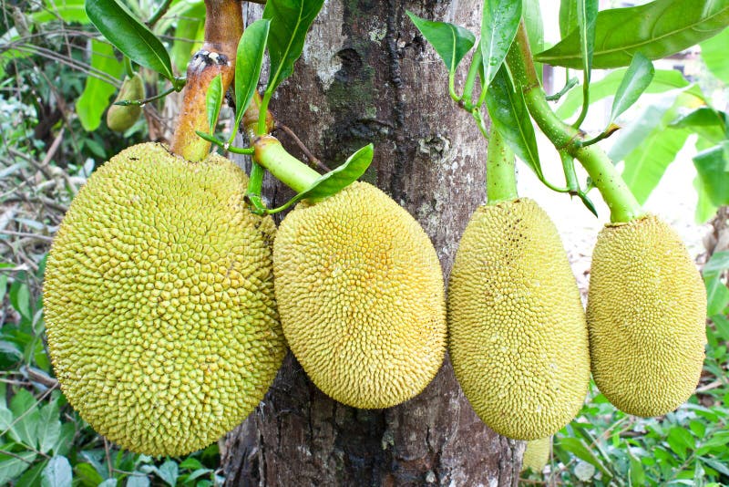 Jack-Frucht auf Baum stockbild. Bild von grün, frisch - 19080927
