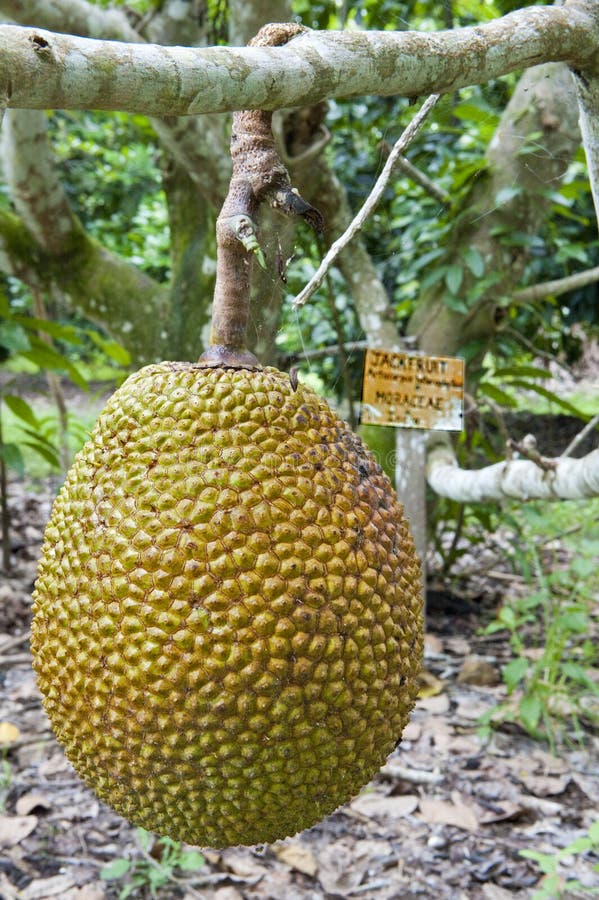 Jack fruit stock image. Image of fruit, healthy, tropical - 13226191